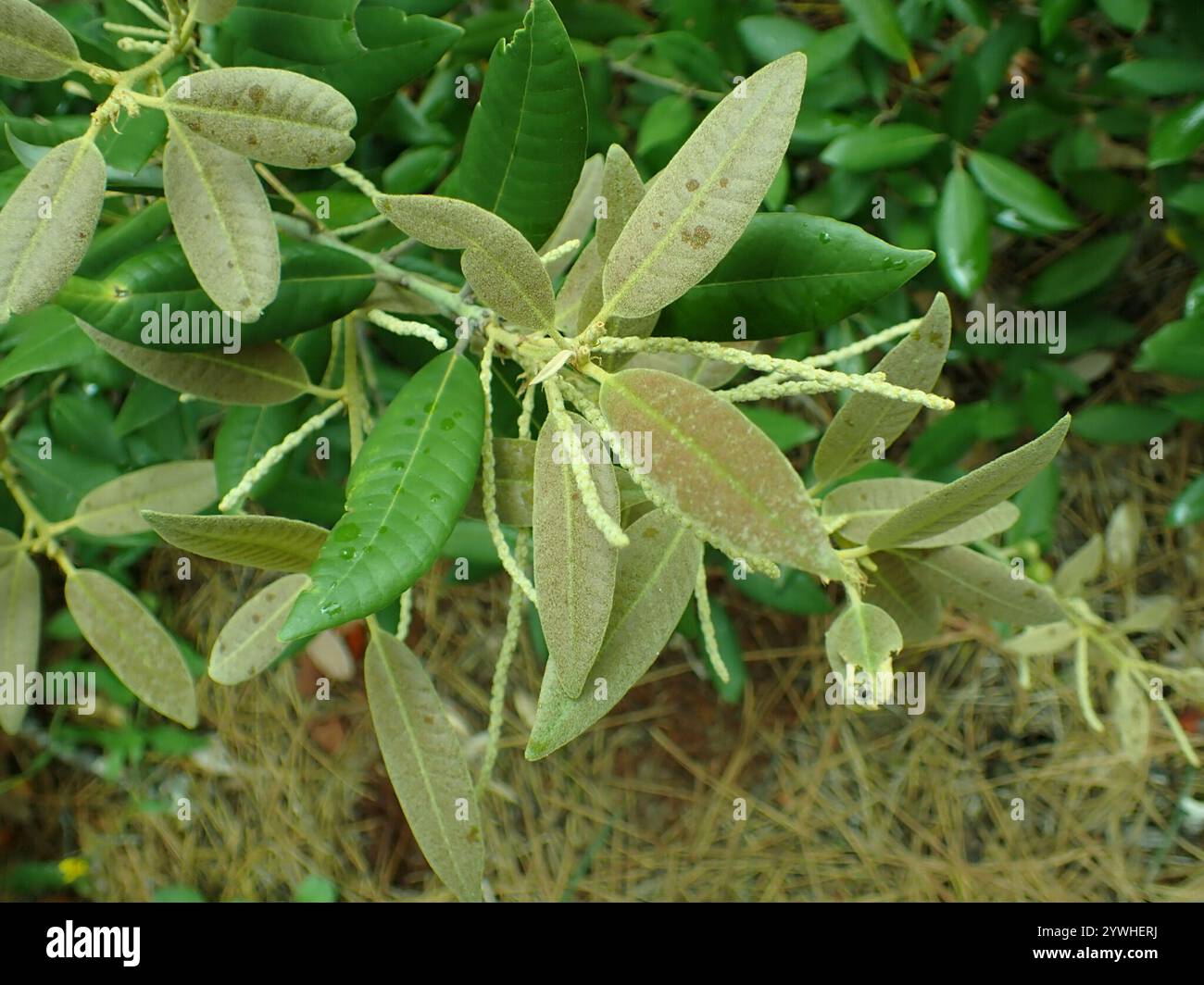 Tanoak (Notholithocarpus densiflorus Stock Photo - Alamy