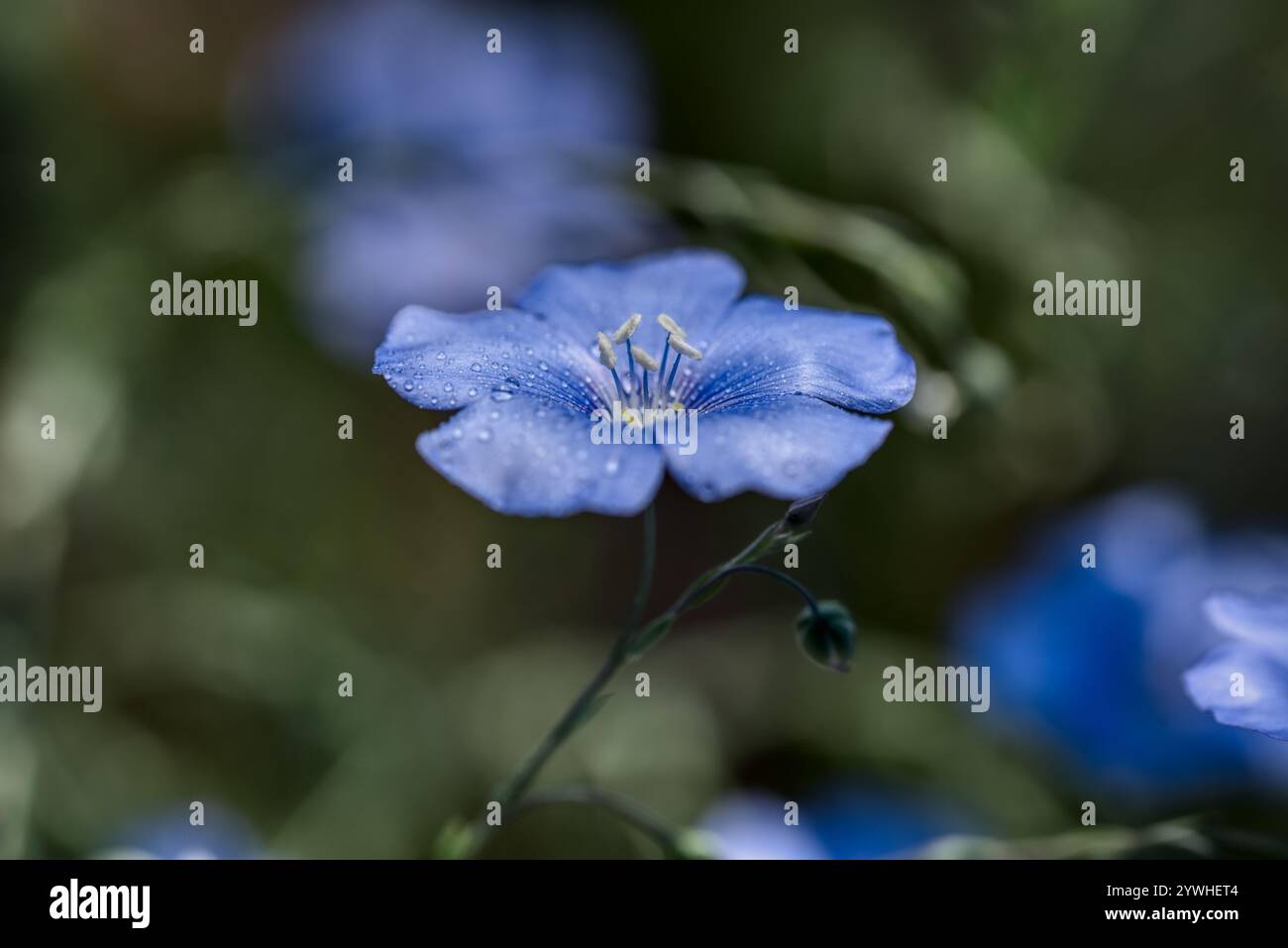Common flax flowers against green background Stock Photo - Alamy