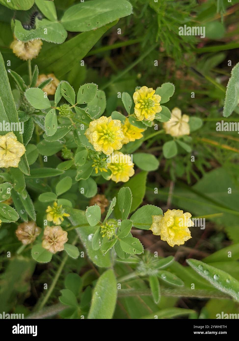 hop trefoil (Trifolium campestre Stock Photo - Alamy