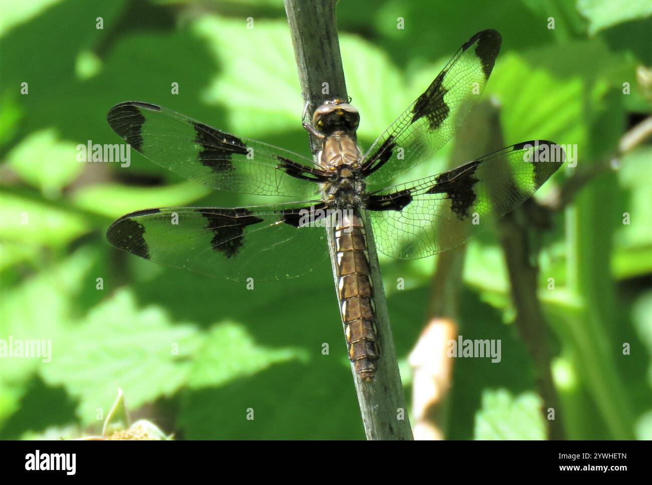 Common Whitetail (Plathemis lydia Stock Photo - Alamy