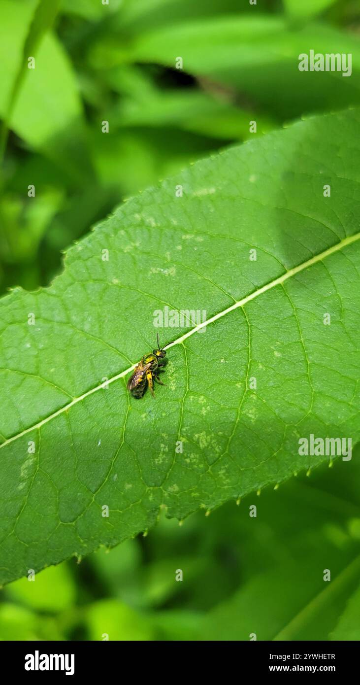 Pure Green Sweat bee (Augochlora pura Stock Photo - Alamy