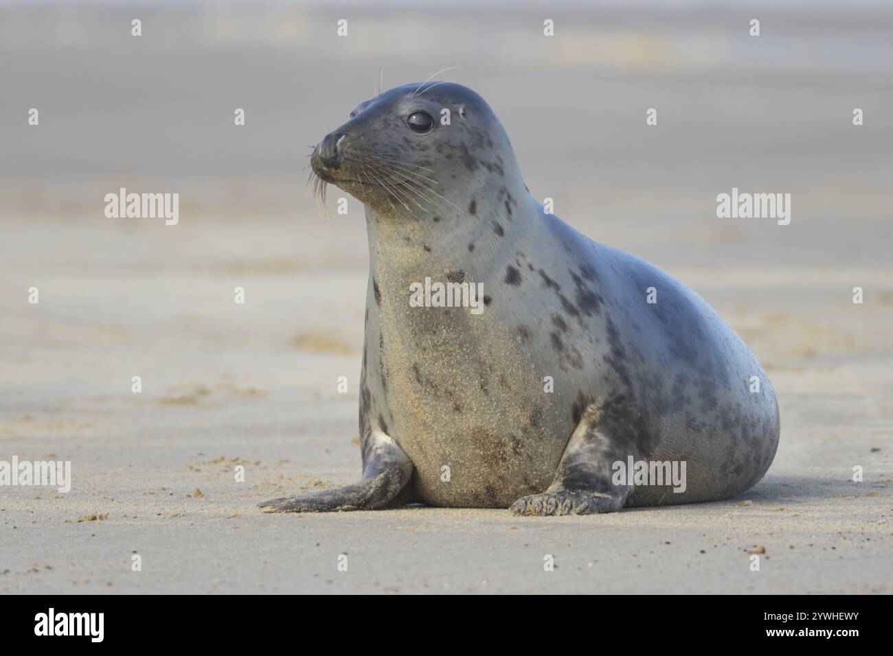 Grey seal (Halichoerus grypus) adult animal on a beach, Norfolk ...