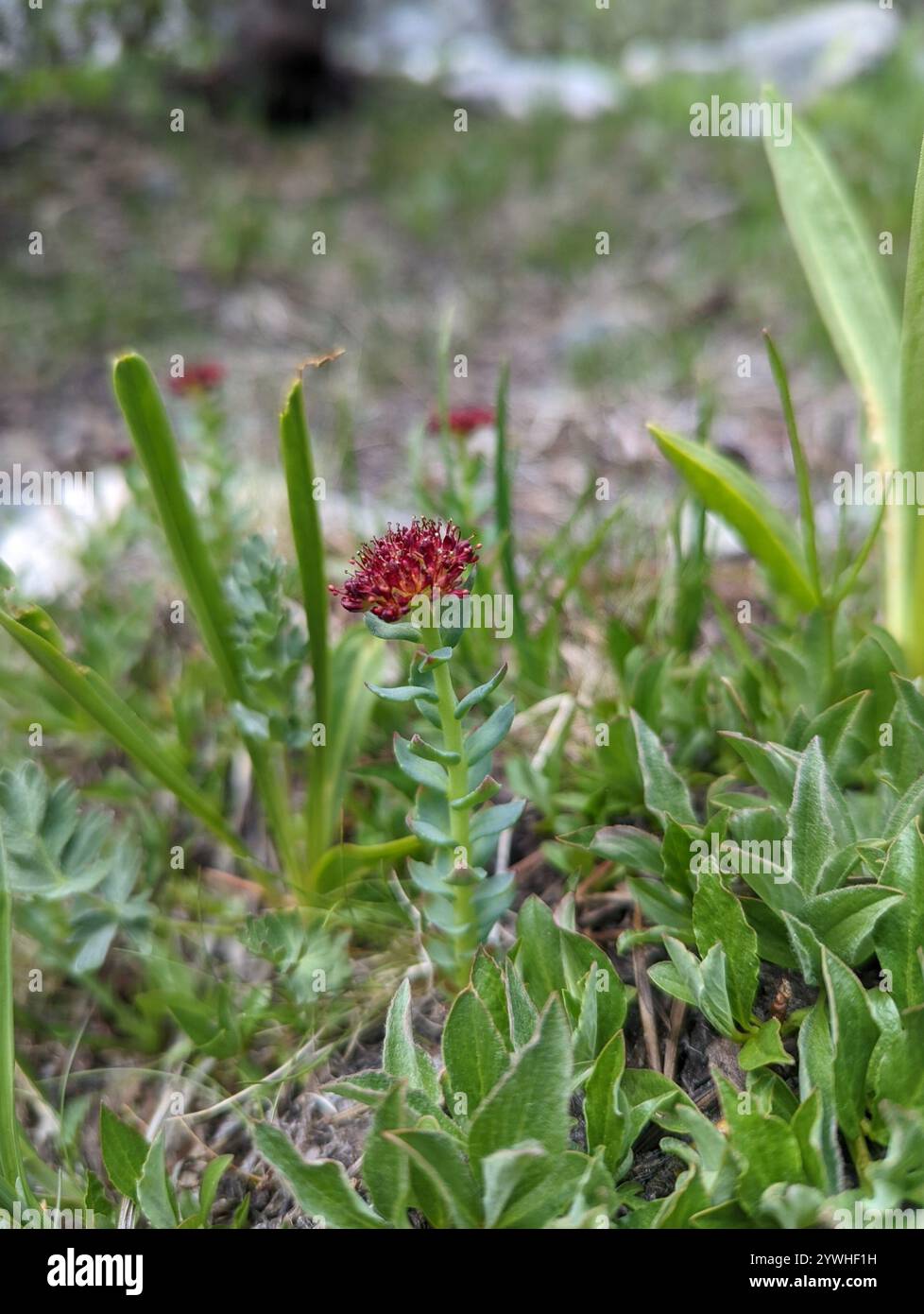 western roseroot (Rhodiola integrifolia Stock Photo - Alamy