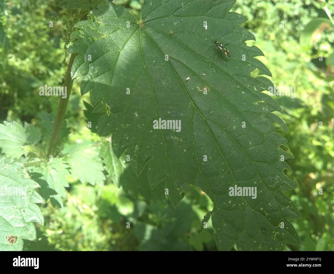 orange-spotted plant bug (Grypocoris stysi Stock Photo - Alamy