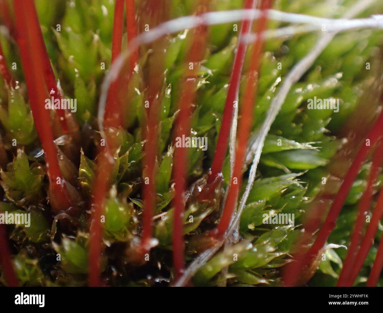 Slender Cruet-moss (Tetraplodon mnioides Stock Photo - Alamy