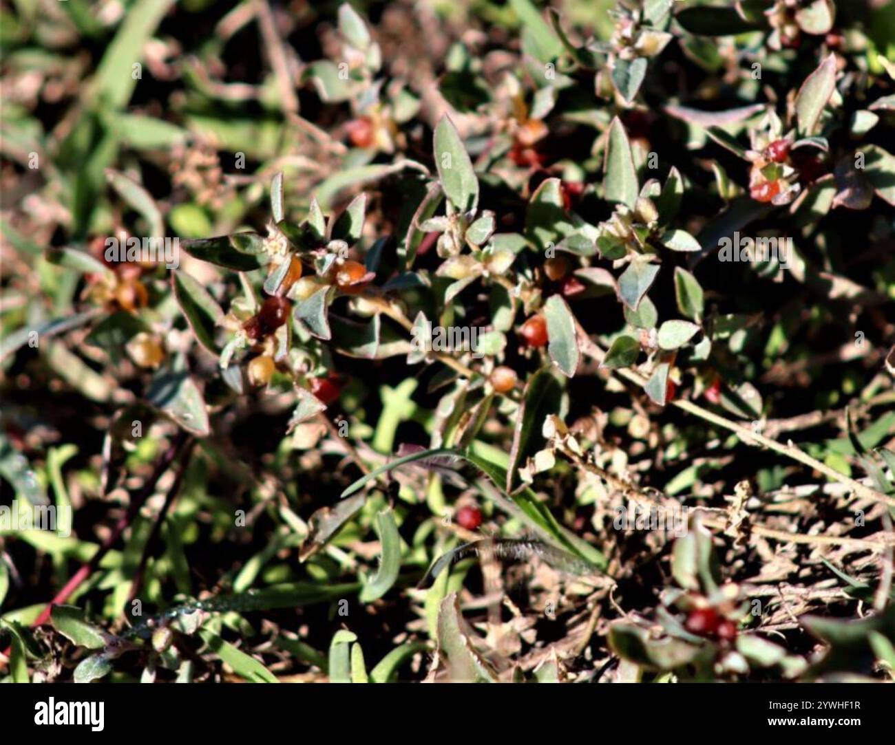 berry saltbush (Atriplex semibaccata Stock Photo - Alamy