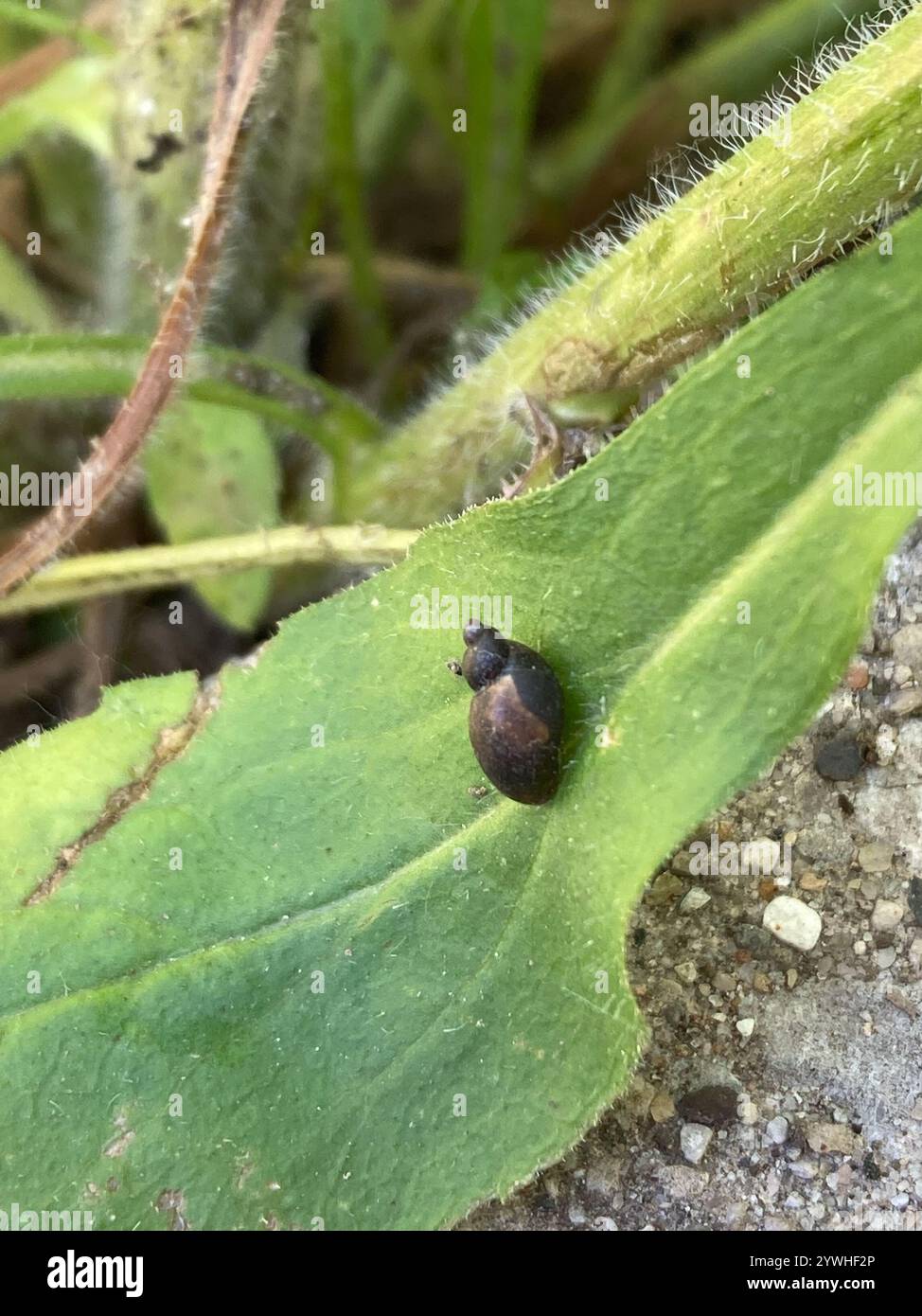Bladder Snails (Physidae Stock Photo - Alamy
