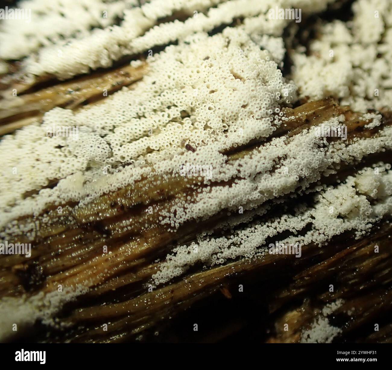 Henningsomyces hi-res stock photography and images - Alamy