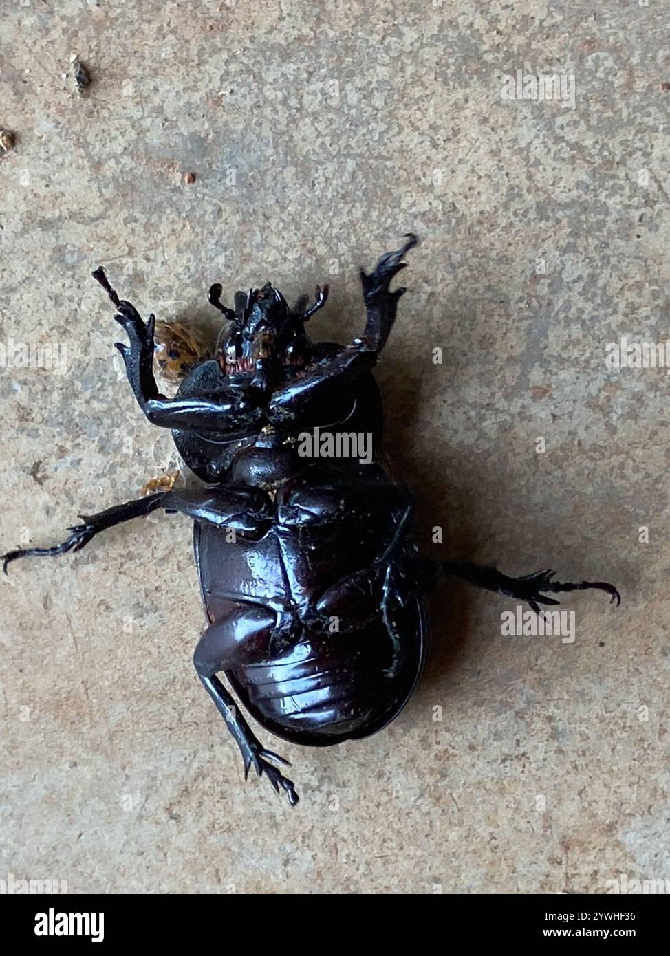 Triceratops Beetle (Phileurus truncatus Stock Photo - Alamy