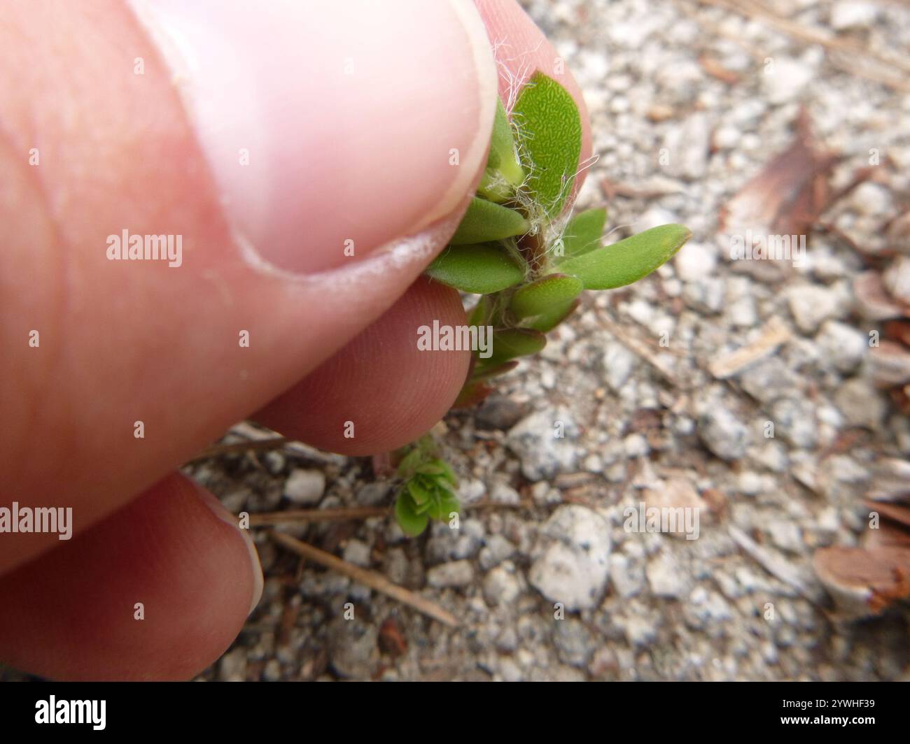 Paraguayan Purslane (Portulaca amilis Stock Photo - Alamy