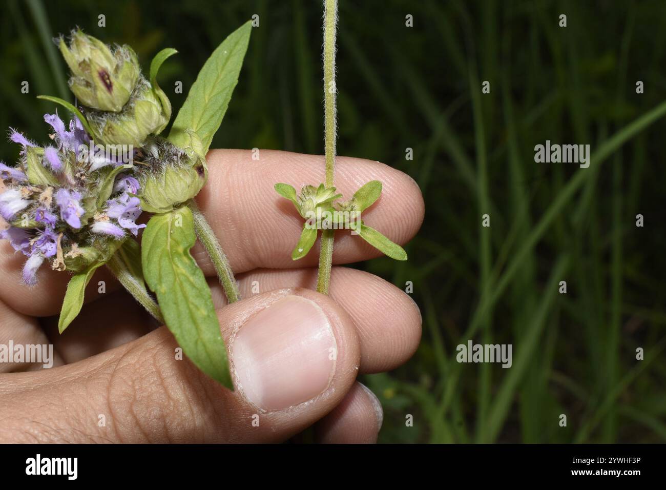 wood mints (Blephilia Stock Photo - Alamy