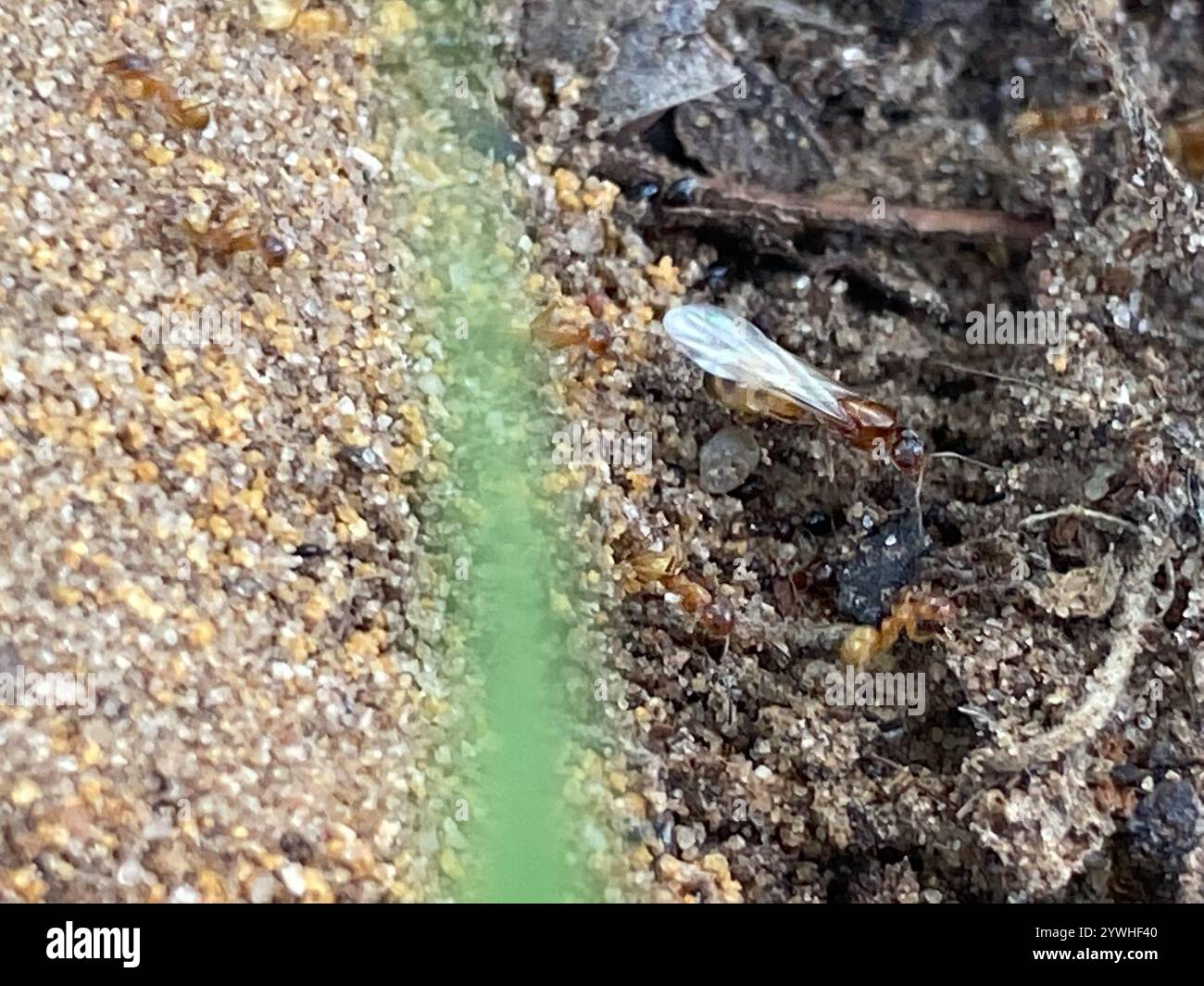 Yellow Pyramid Ant (Dorymyrmex flavus Stock Photo - Alamy