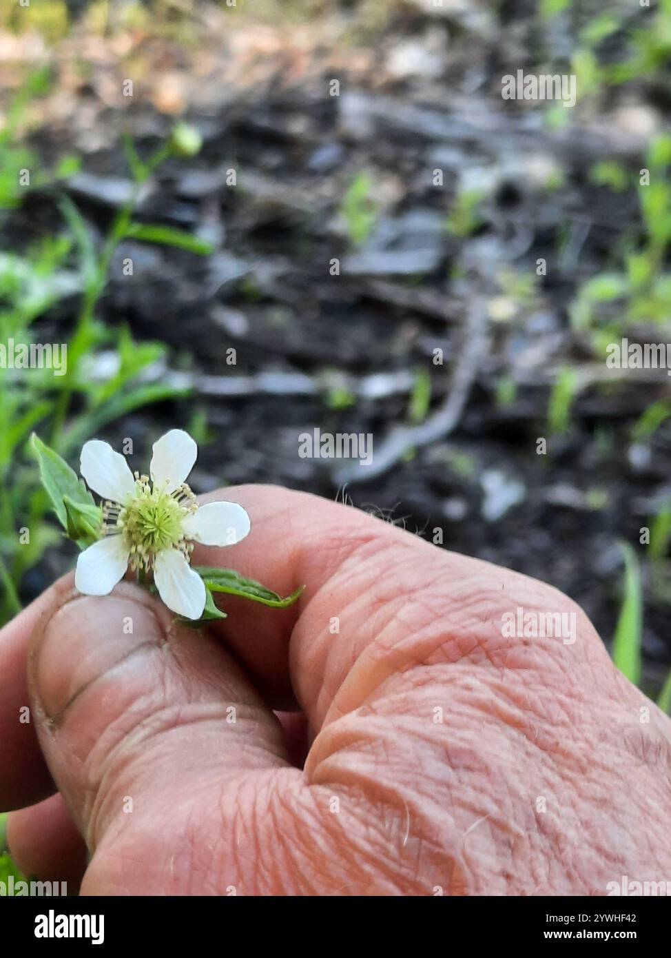 white avens (Geum canadense Stock Photo - Alamy