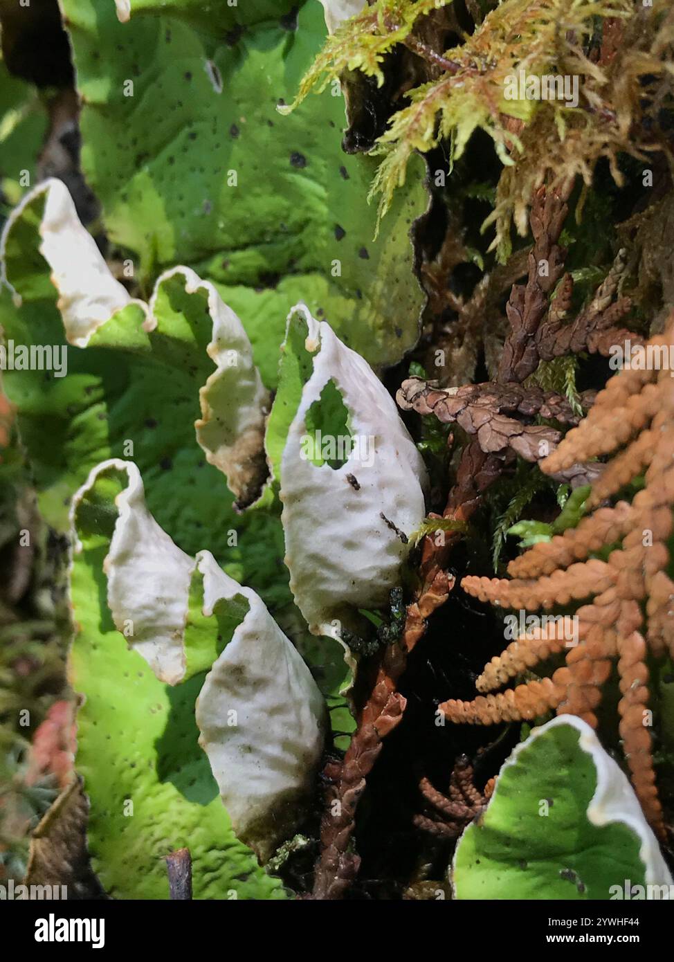 freckled pelt lichen (Peltigera aphthosa Stock Photo - Alamy