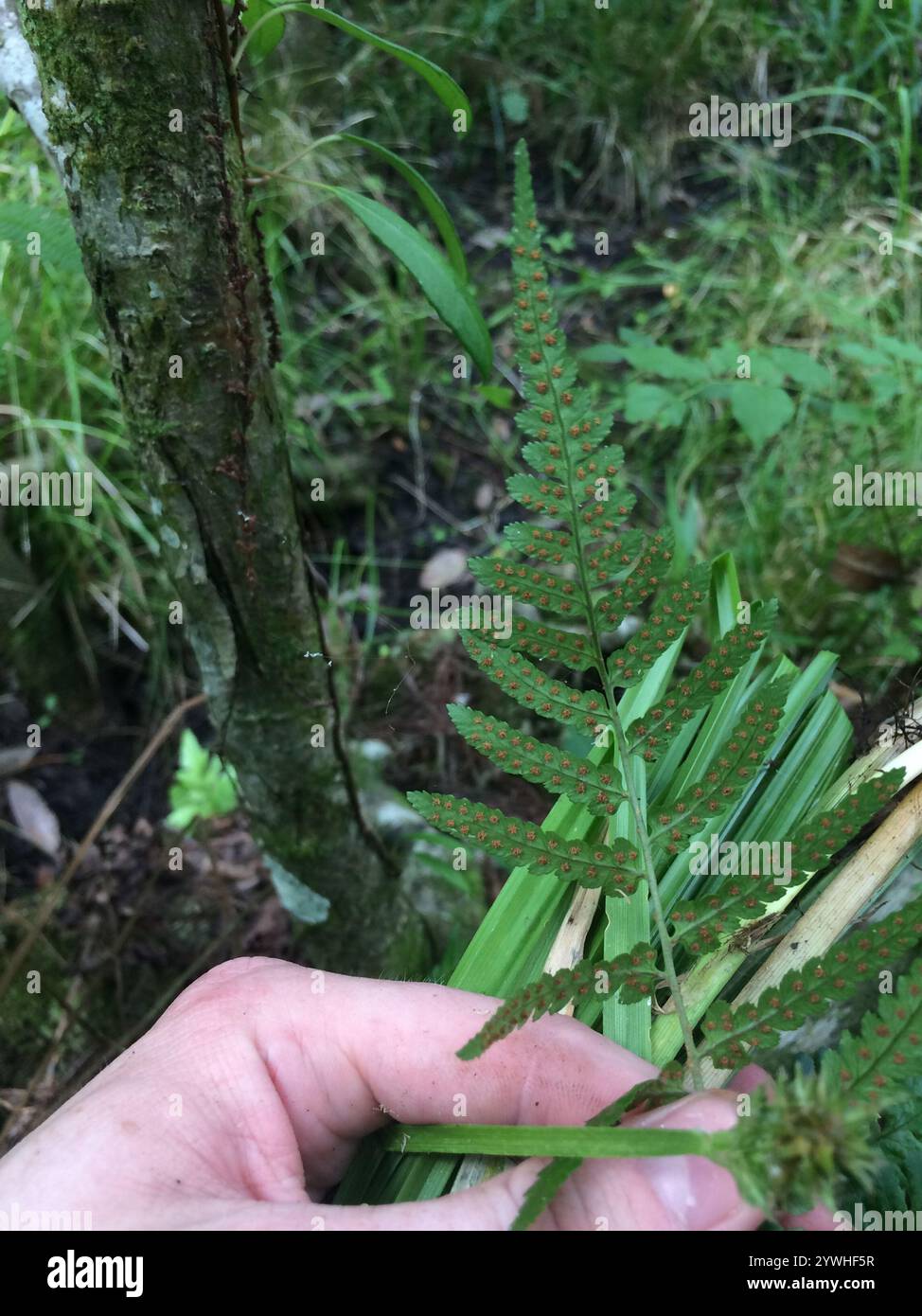 southern wood fern (Dryopteris ludoviciana Stock Photo - Alamy