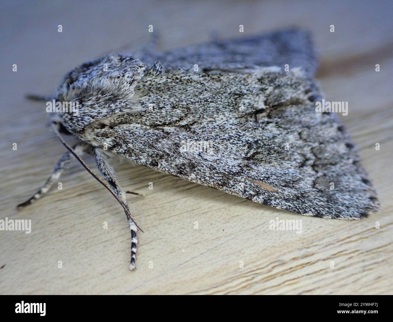 Sycamore Moth (Acronicta aceris Stock Photo - Alamy