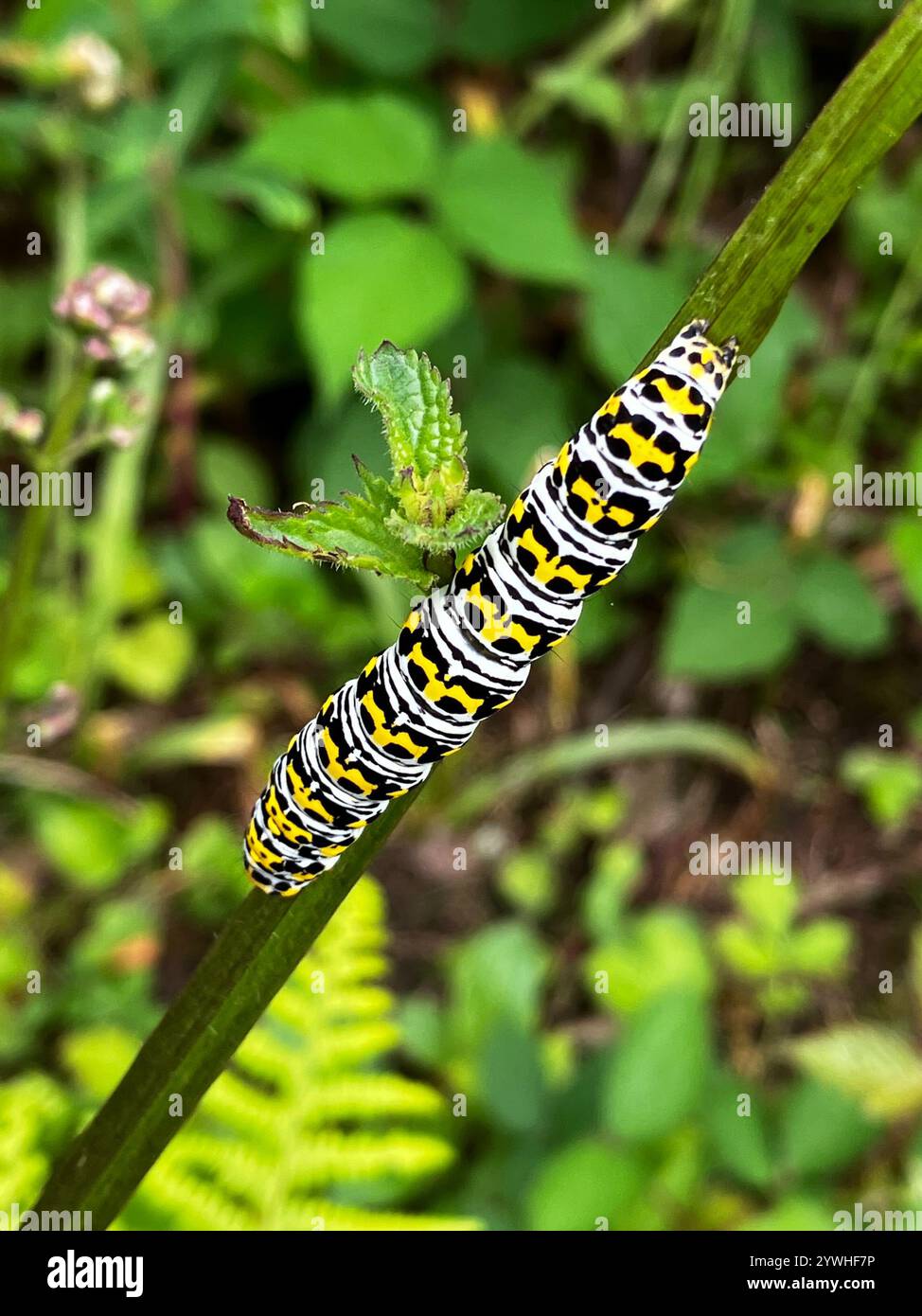 Mullein Moth (Cucullia verbasci Stock Photo - Alamy