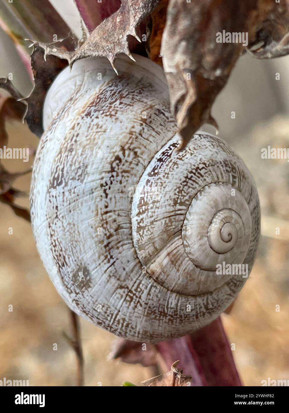 Milk Snail (Otala lactea Stock Photo - Alamy