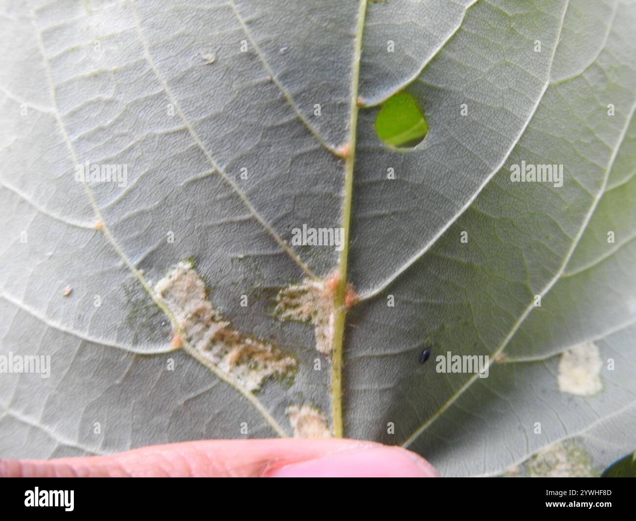 Lime Felt Gall Mite (Eriophyes leiosoma Stock Photo - Alamy