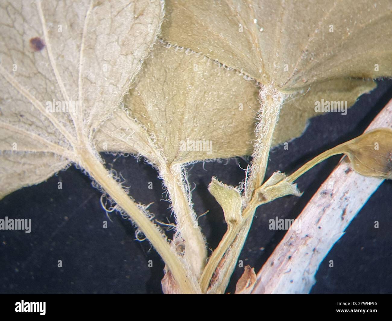 Smooth Gooseberry (Ribes hirtellum Stock Photo - Alamy