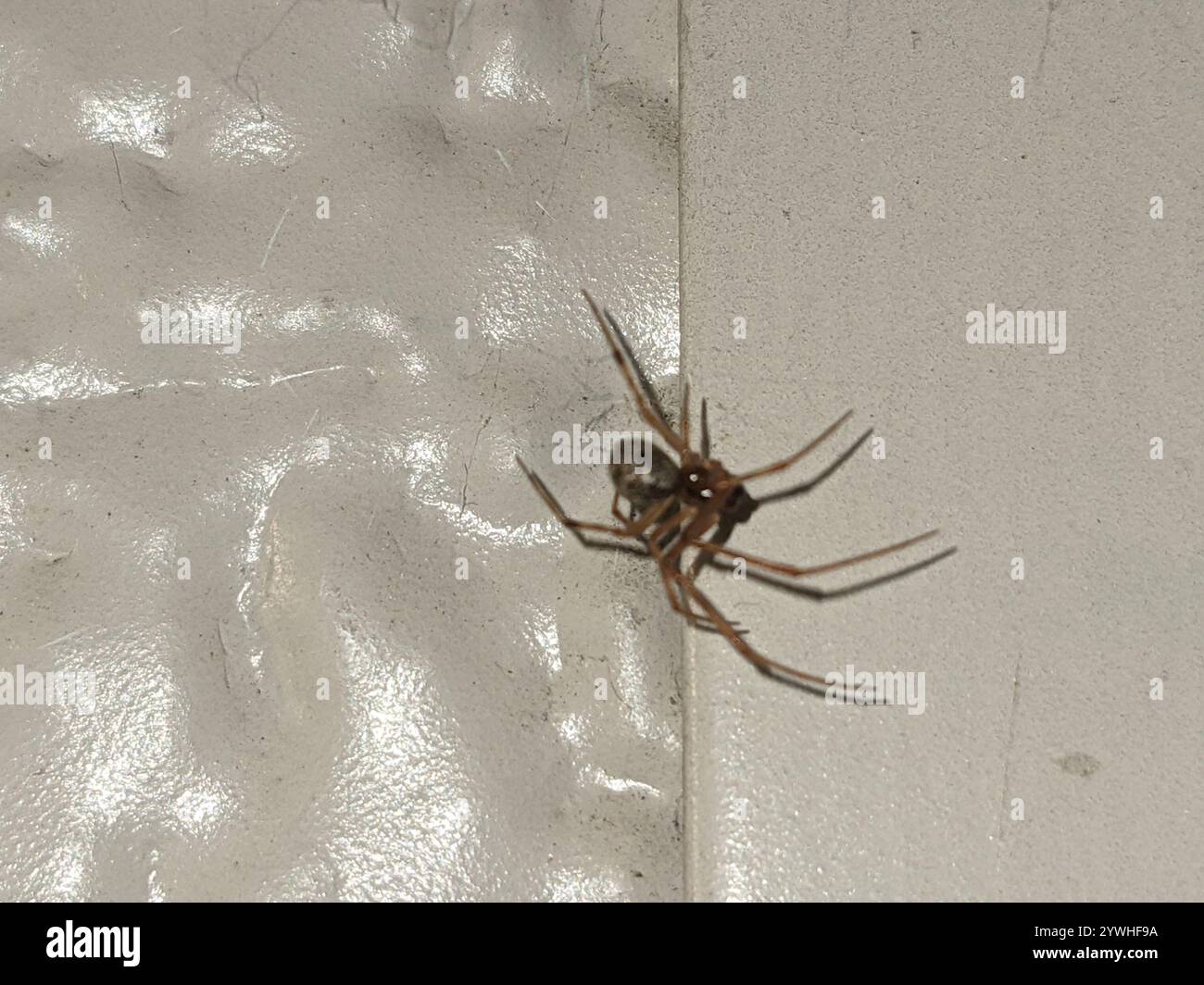 Common House Spider (Parasteatoda tepidariorum Stock Photo - Alamy