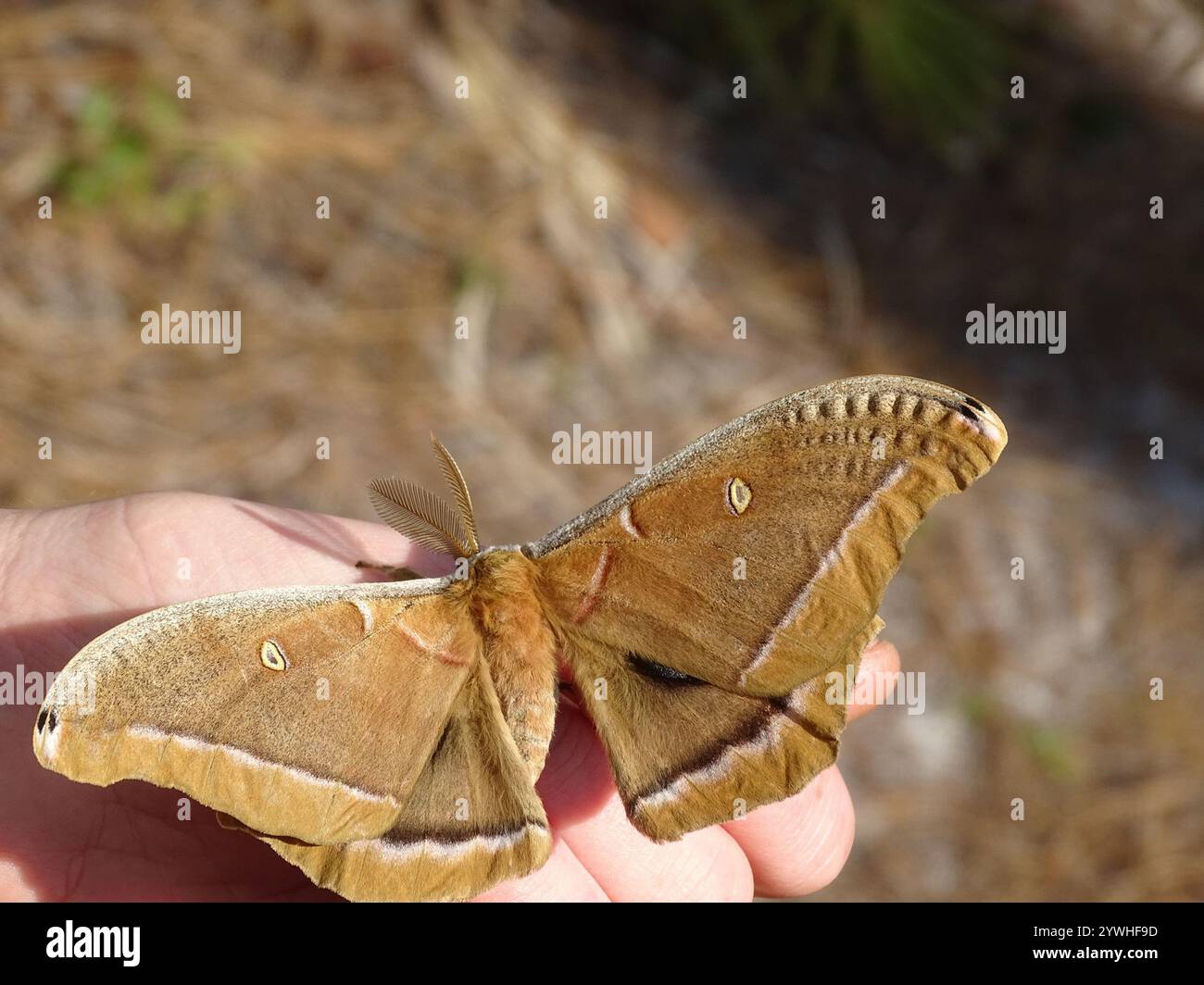 Polyphemus Moth (Antheraea polyphemus Stock Photo - Alamy
