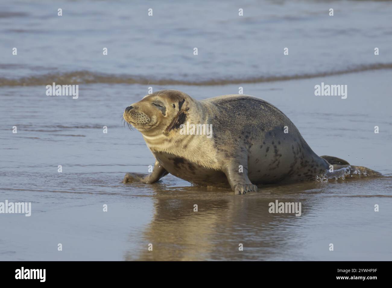 Common seal (Phoca vitulina) adult animal on a beach, Norfolk, England ...