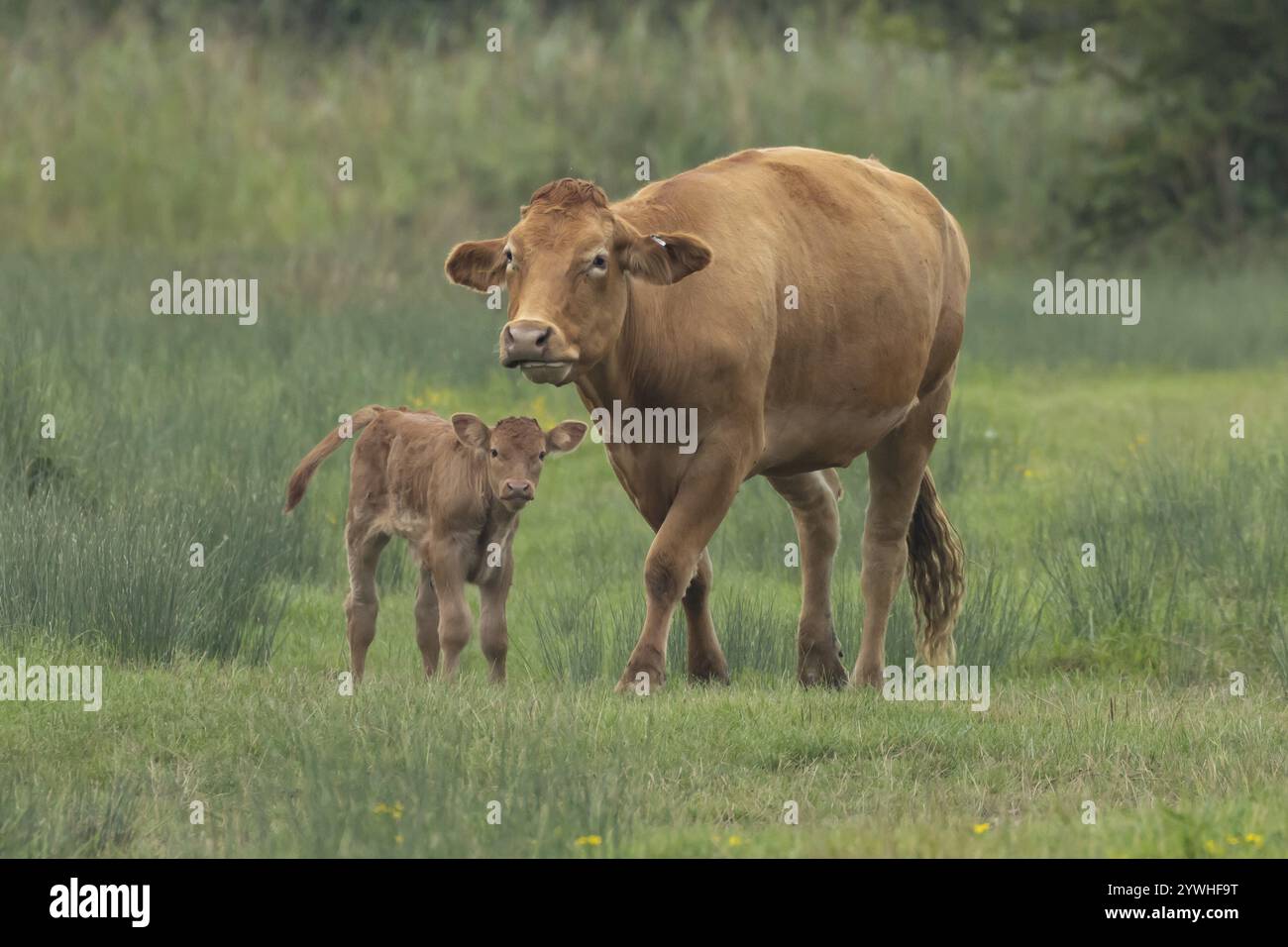 Domesticated cow or cattle (Bos taurus) adult farm animal mother with a ...