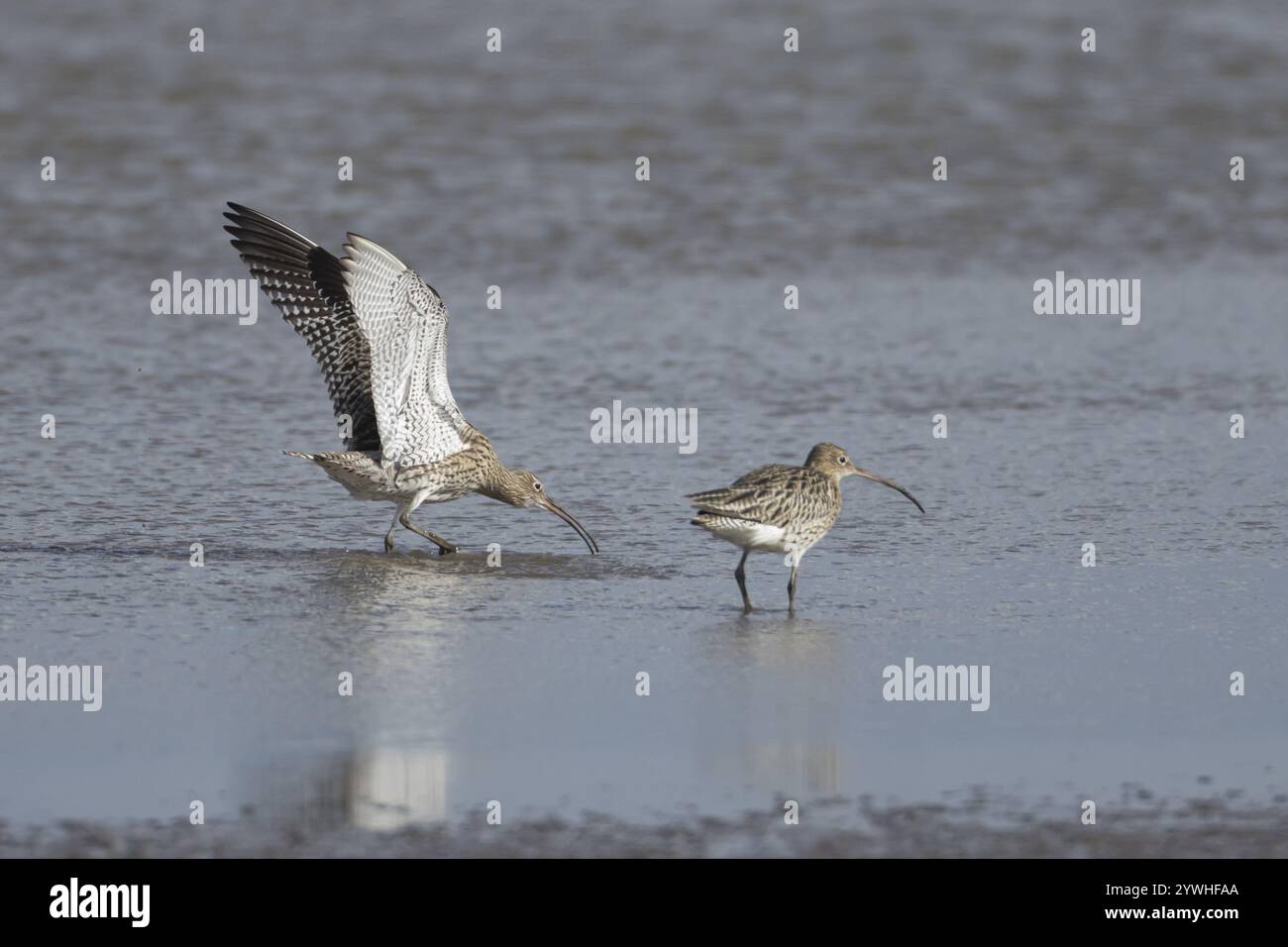 Eurasian curlew (Numenius arquata) adult bird displaying to another ...