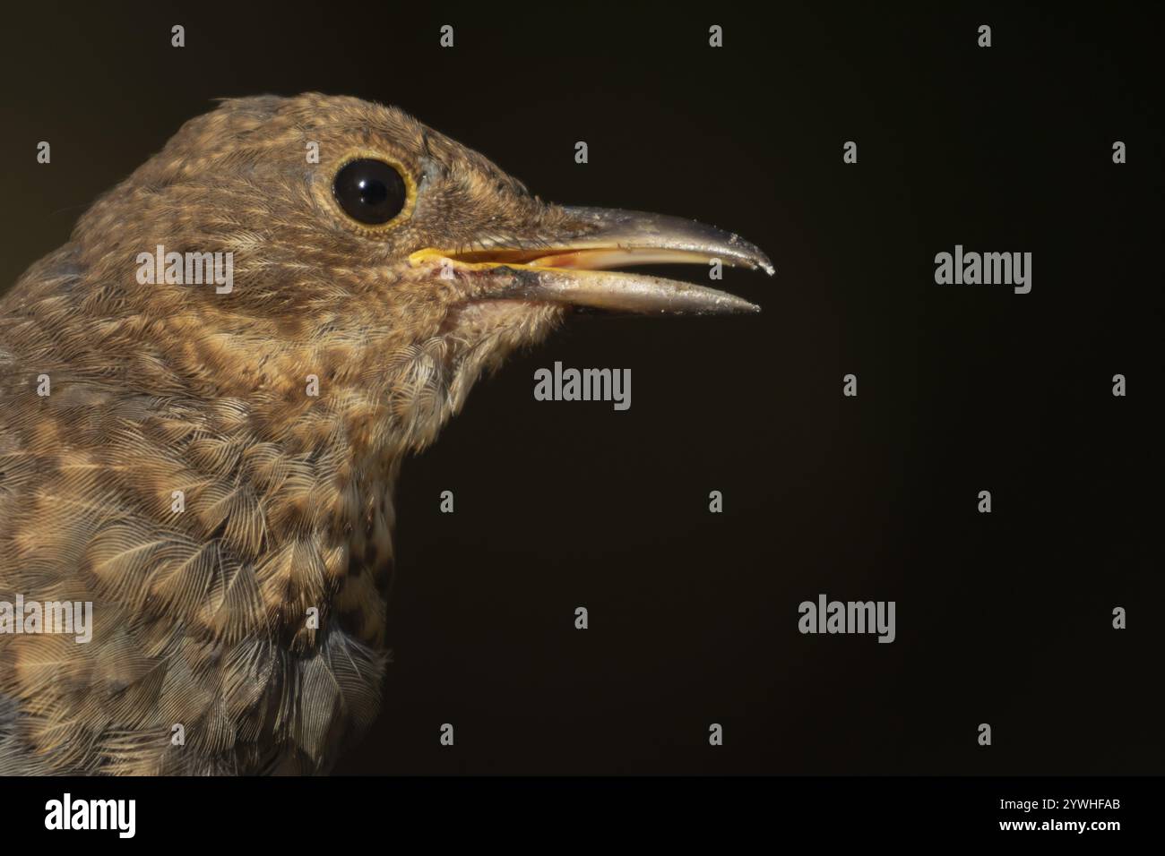 Eurasian blackbird (Turdus merula) adult female bird calling, England ...