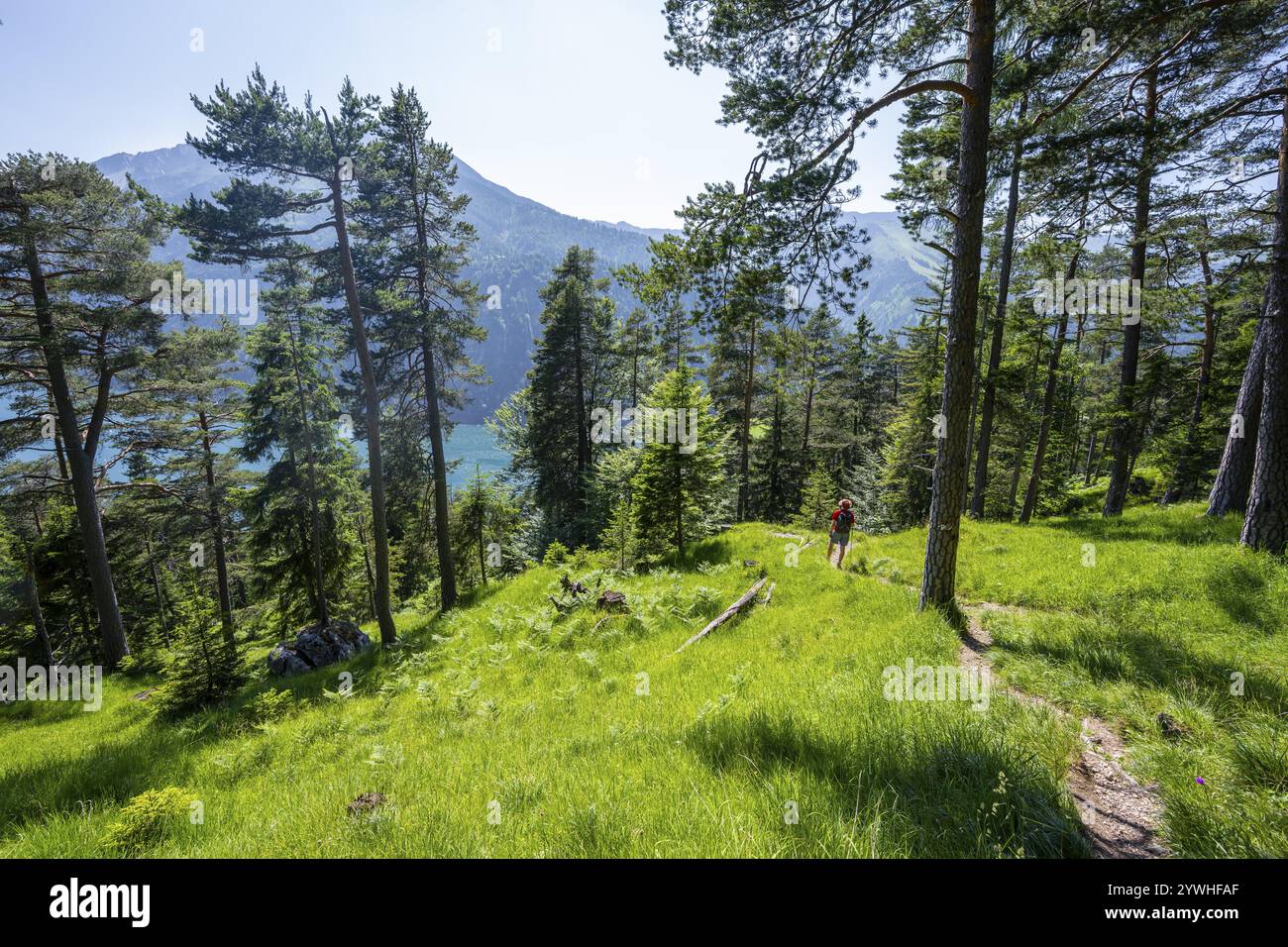 Mountaineers descending through green coniferous forest, view of Lake ...