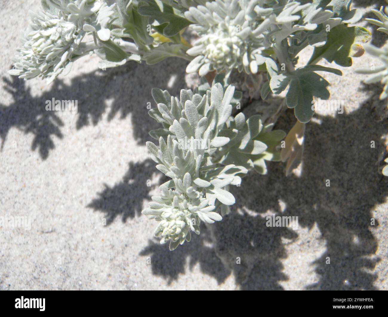 Hoary Mugwort (Artemisia stelleriana Stock Photo - Alamy