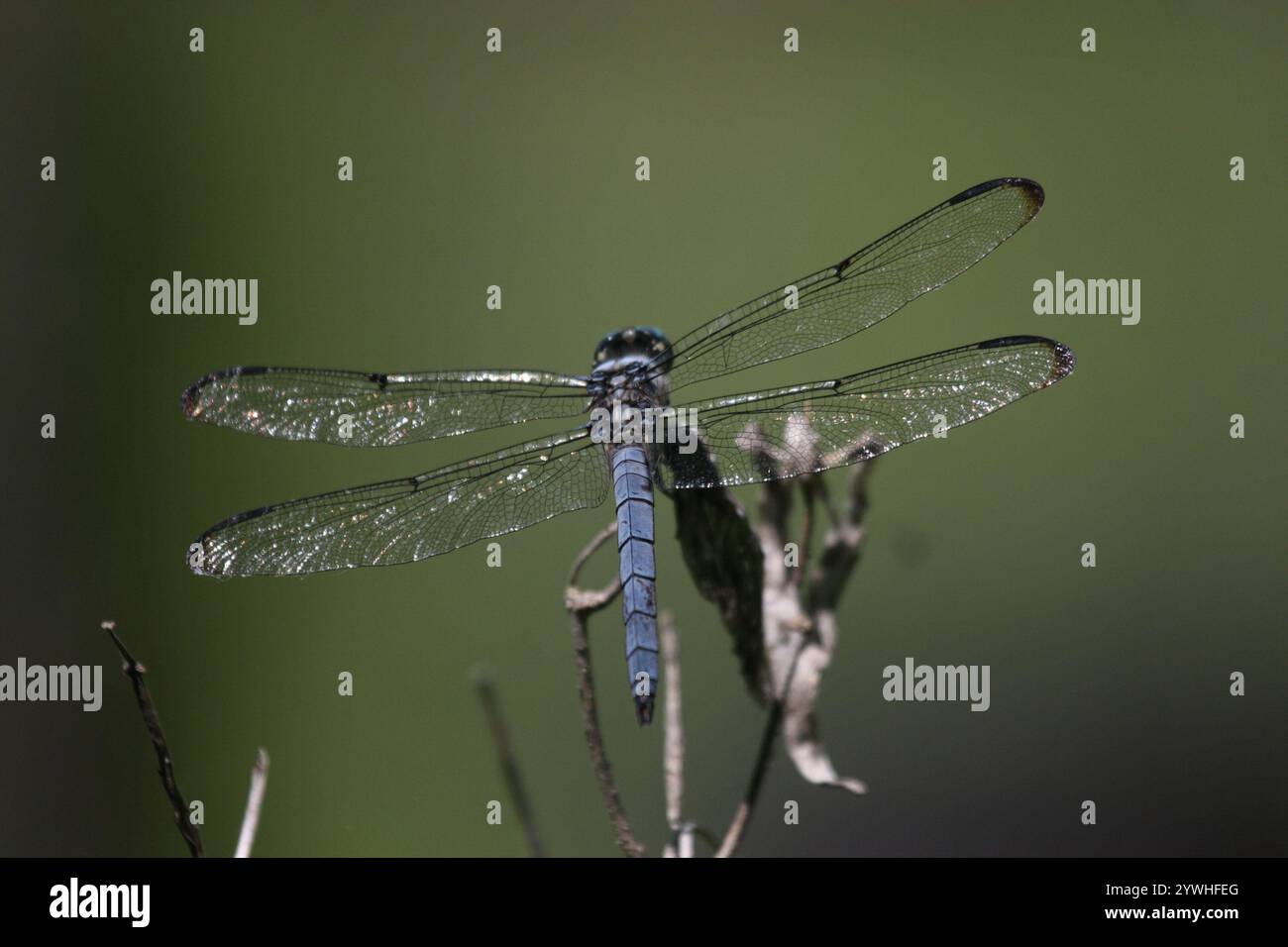Great Blue Skimmer (Libellula vibrans Stock Photo - Alamy