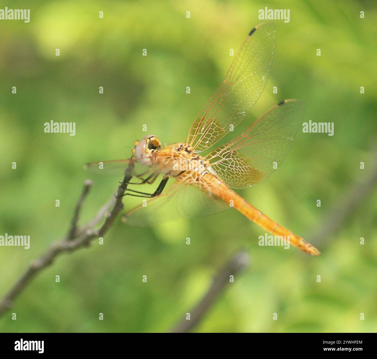 Orange-winged Dropwing (Trithemis kirbyi Stock Photo - Alamy