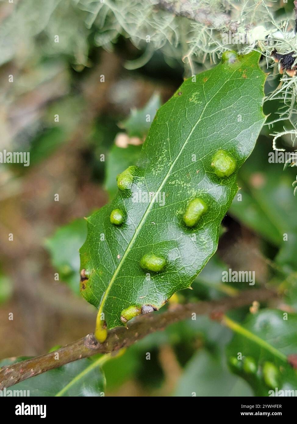 Live Oak Erineum Mite (Aceria mackiei Stock Photo - Alamy