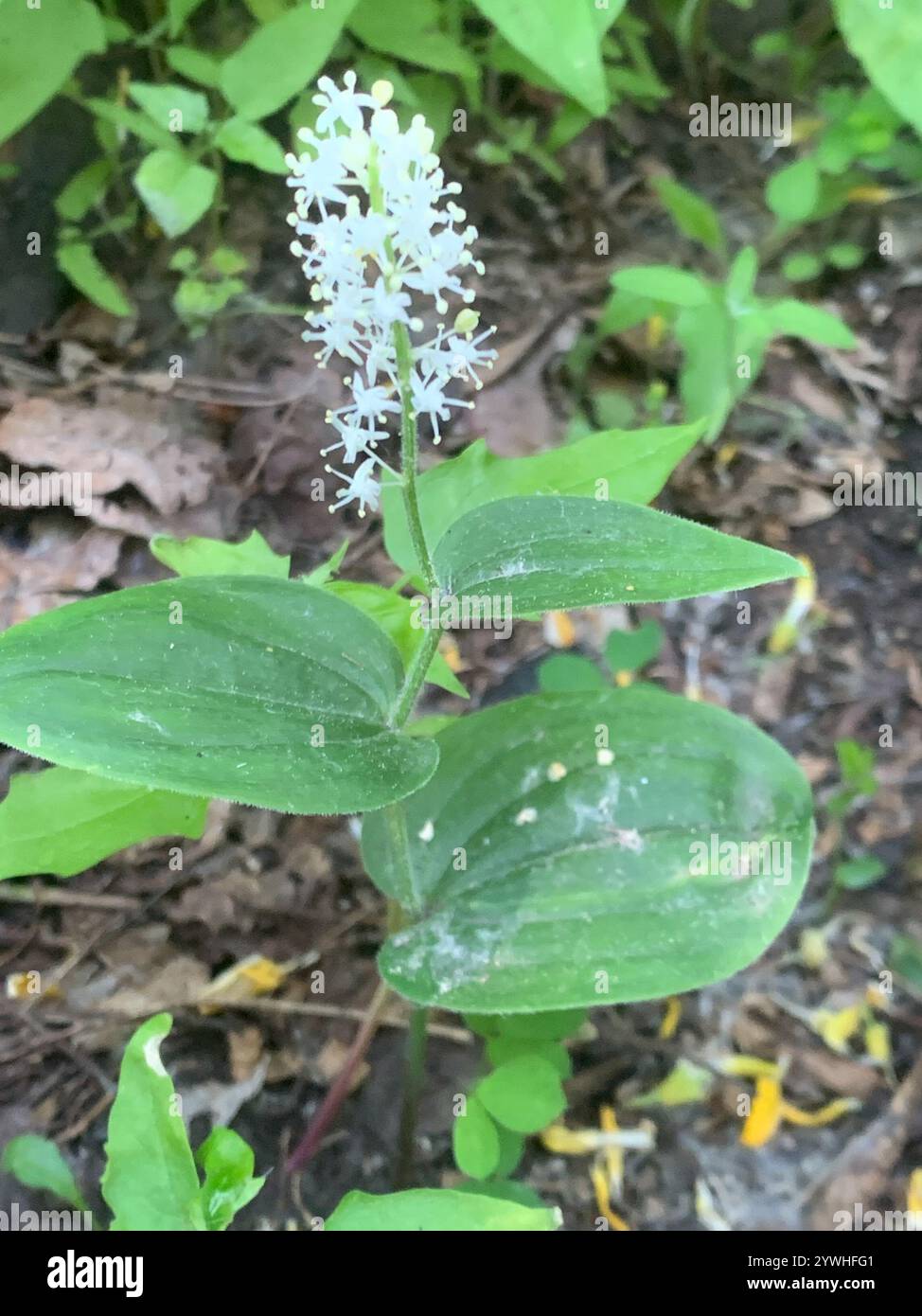 Canada mayflower (Maianthemum canadense Stock Photo - Alamy