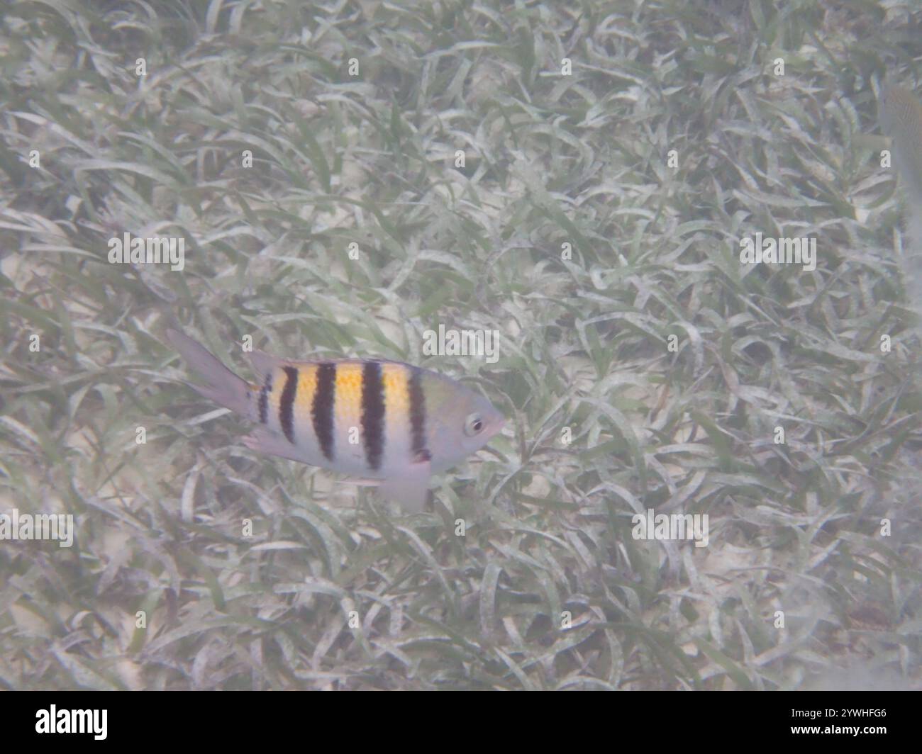 Atlantic Sergeant Major (Abudefduf saxatilis Stock Photo - Alamy