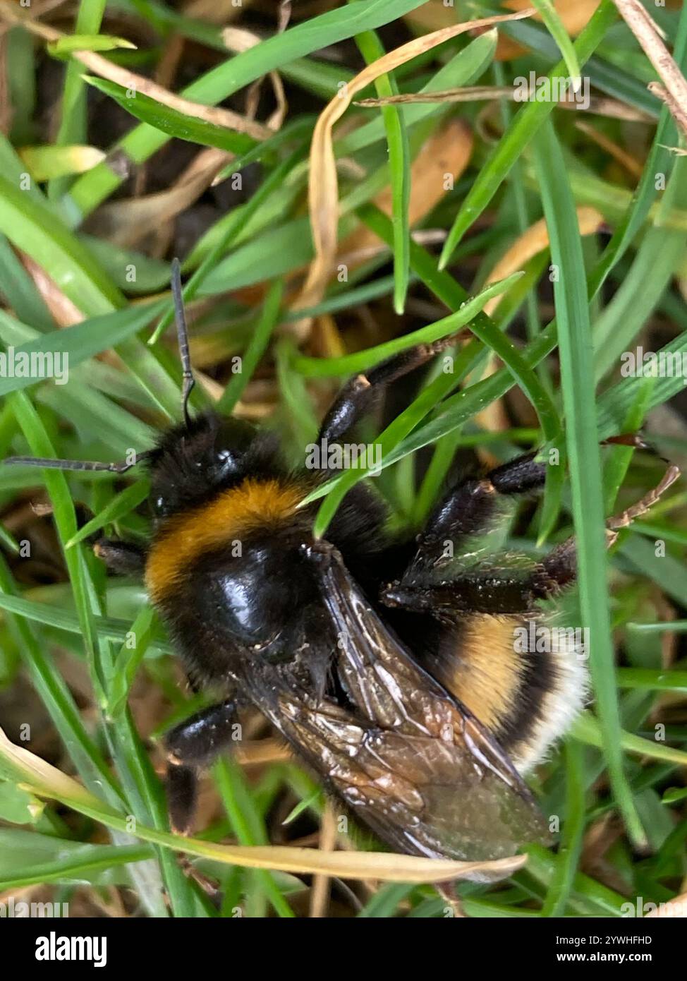 Buff-tailed Bumble Bee (Bombus terrestris Stock Photo - Alamy