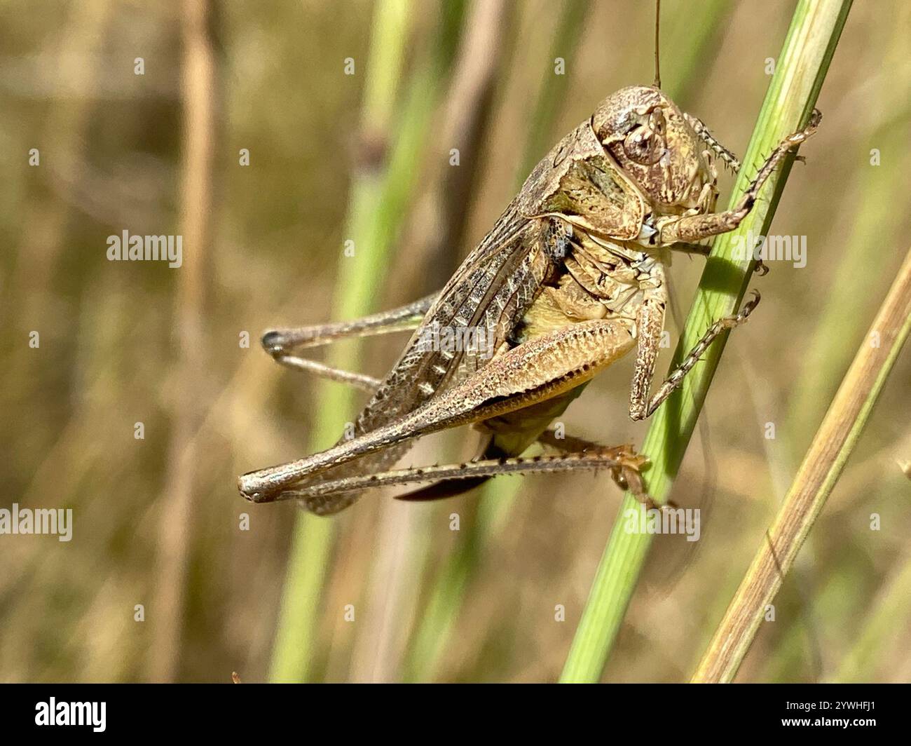 Grey Bush-cricket (Platycleis albopunctata Stock Photo - Alamy