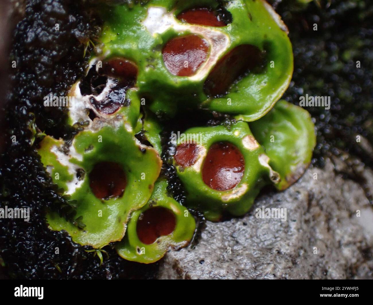Common Chocolate Chip Lichen (Solorina saccata Stock Photo - Alamy