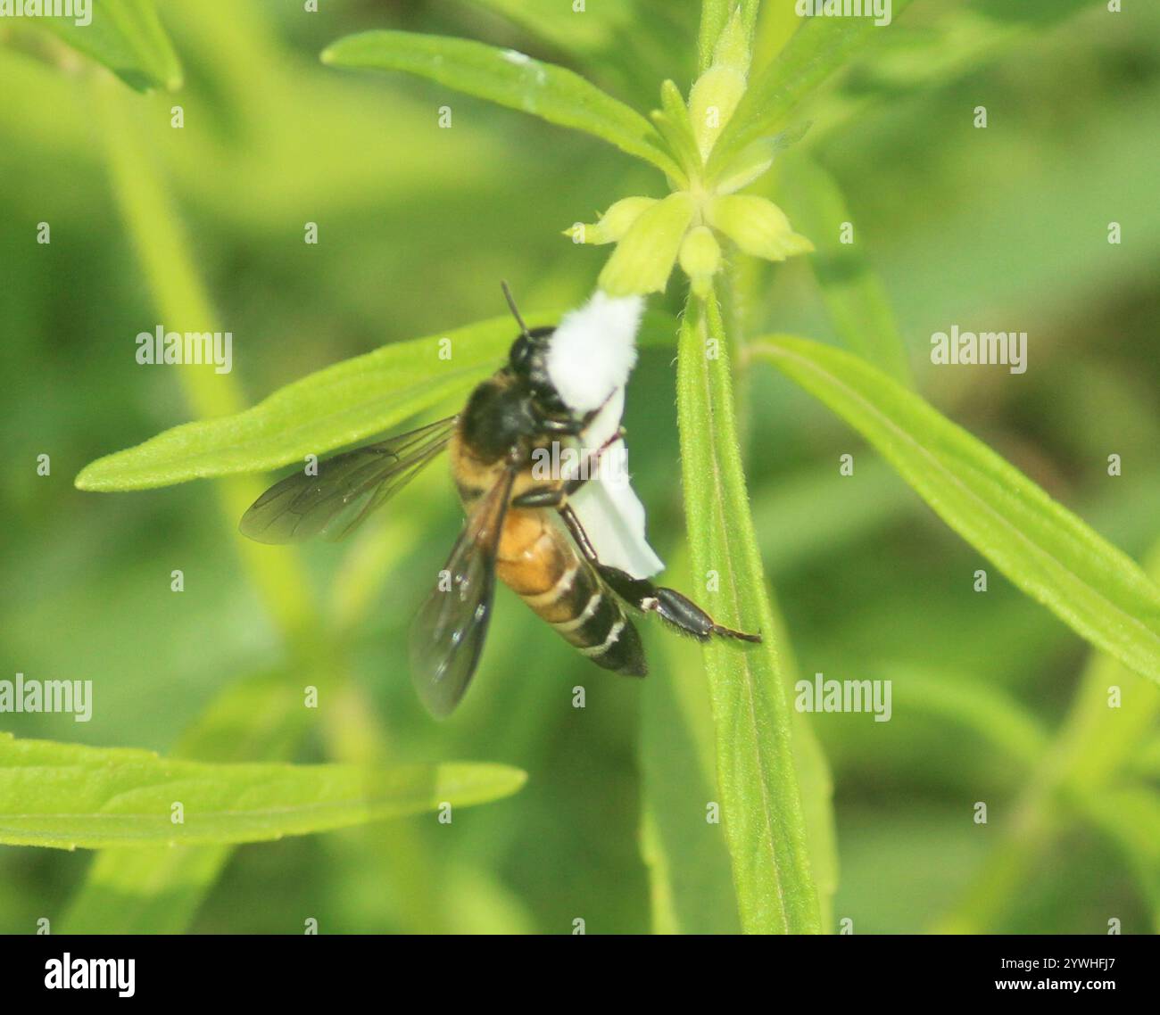 Giant Honey Bee (Apis dorsata Stock Photo - Alamy