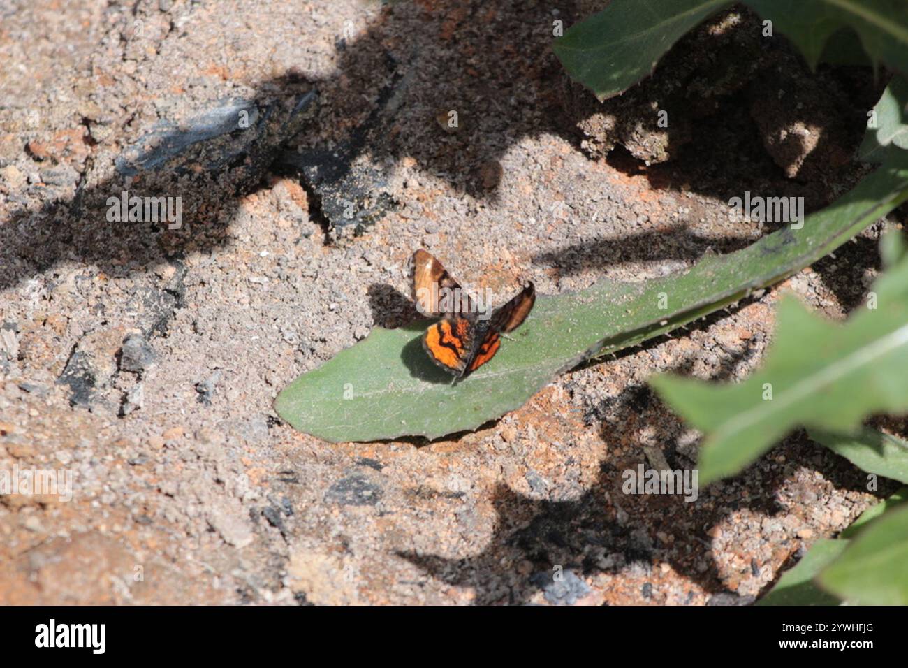 Red-winged Wave Moth (Dasyfidonia avuncularia Stock Photo - Alamy