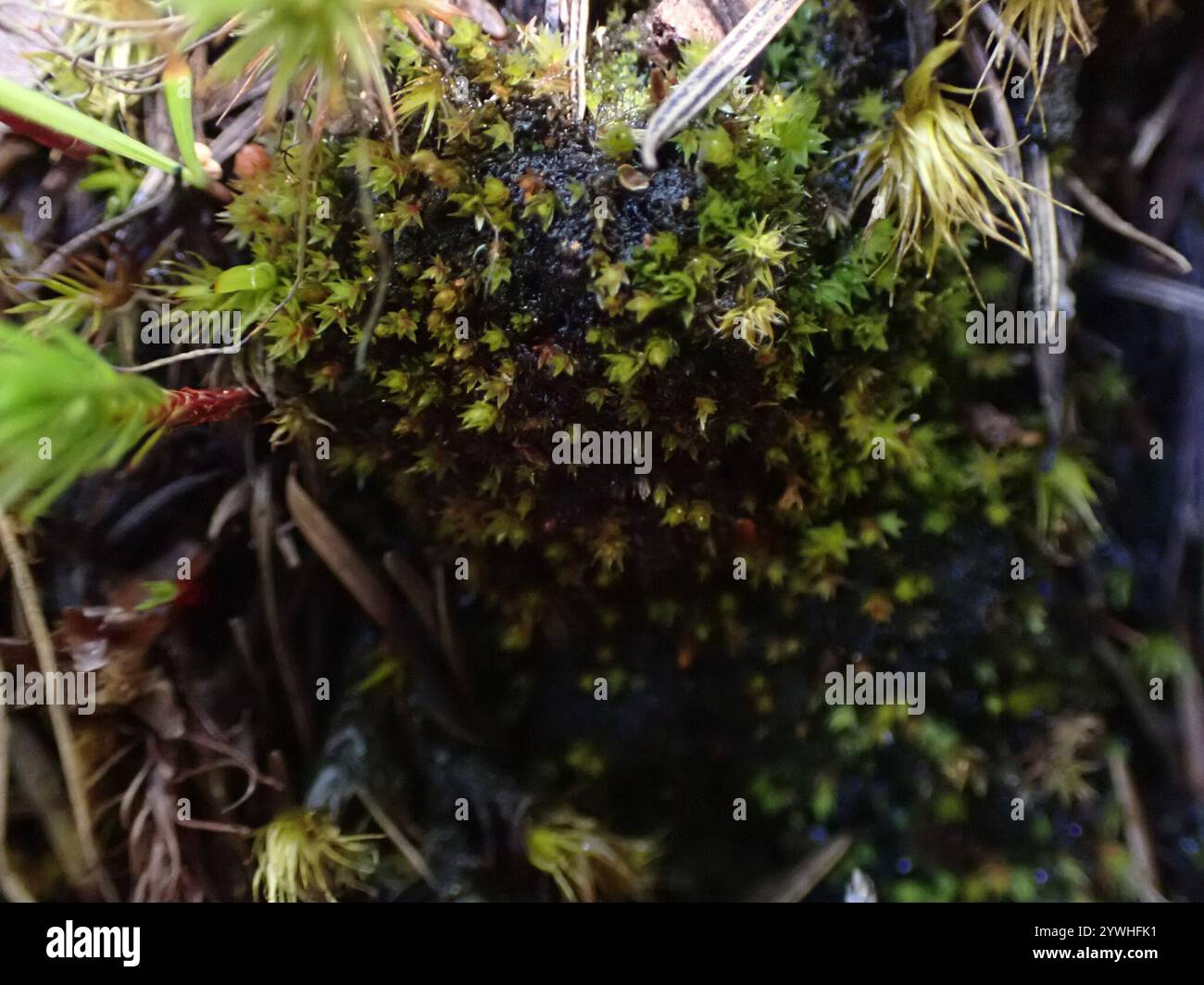 Bryaceae hi-res stock photography and images - Alamy