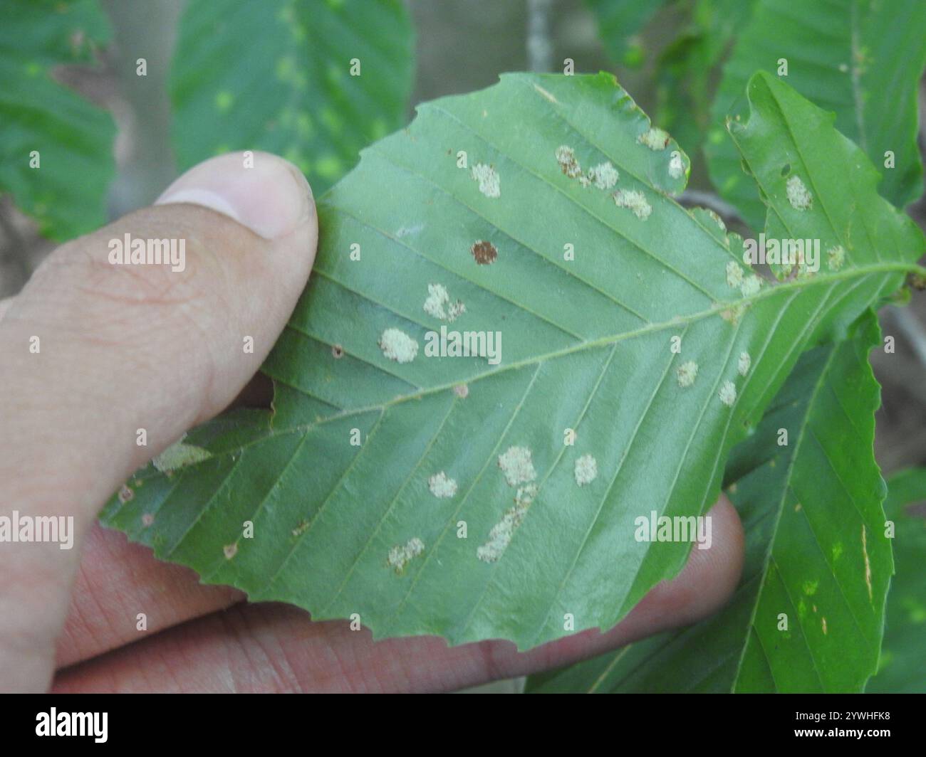 beech erineum mite (Acalitus ferrugineum Stock Photo - Alamy