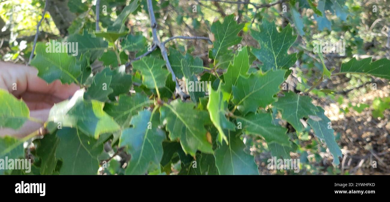 Oracle Oak (Quercus × morehus Stock Photo - Alamy