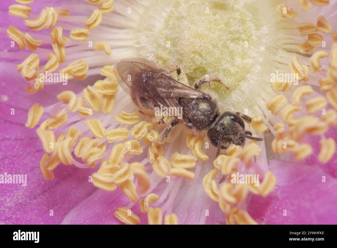 Bronze furrow bee (Halictus tumulorum Stock Photo - Alamy