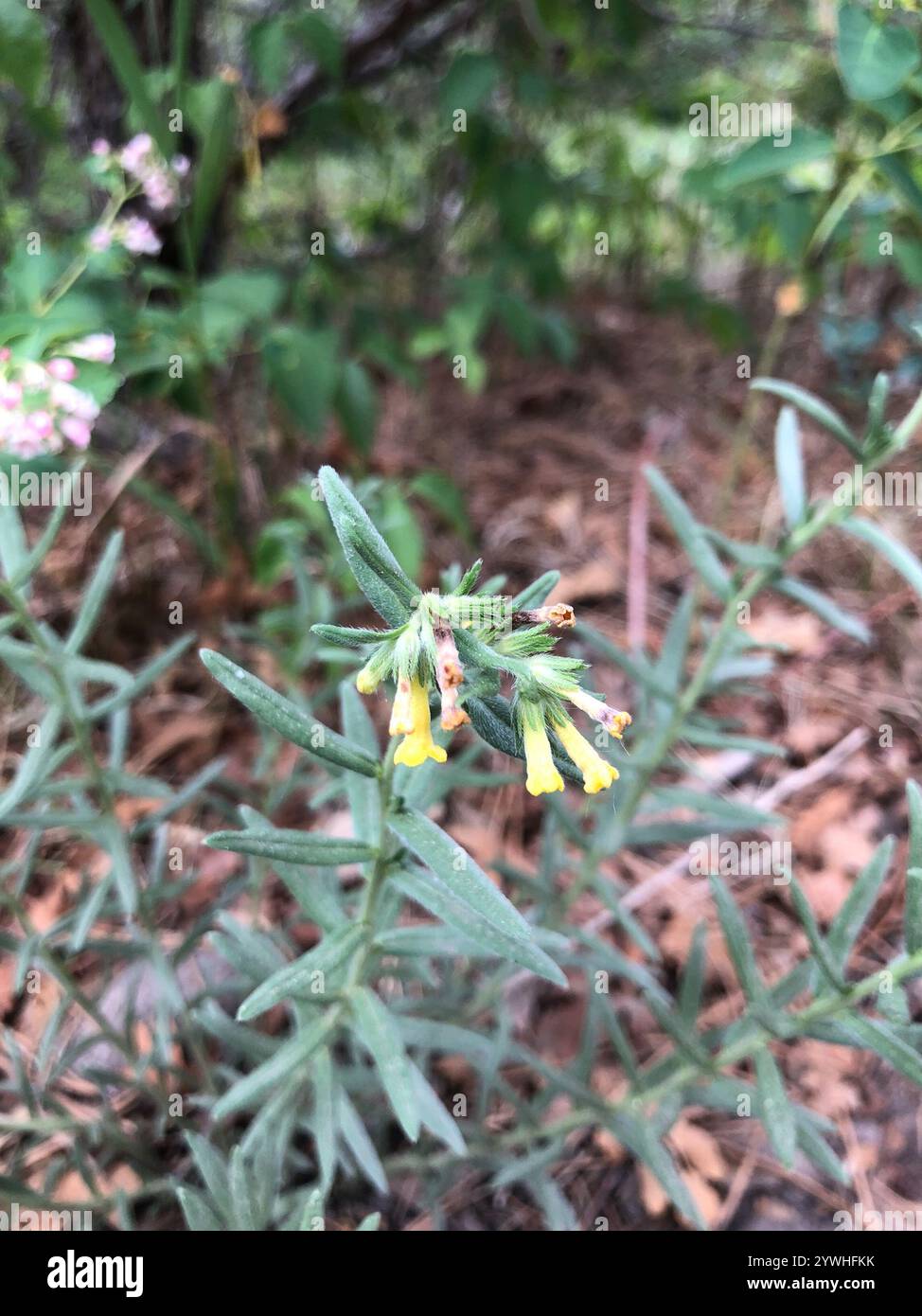 manyflowered gromwell (Lithospermum multiflorum Stock Photo - Alamy