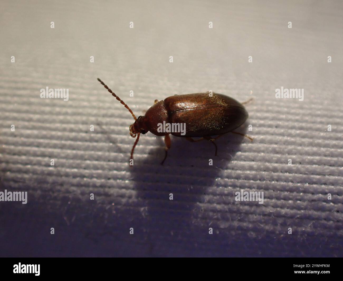 Comb clawed darkling beetles hi-res stock photography and images - Alamy