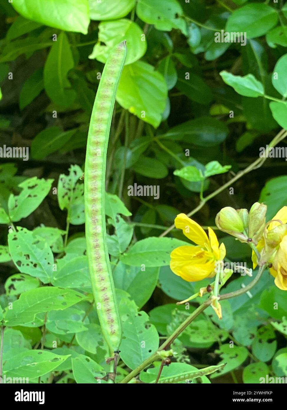 Coffee Senna (Senna occidentalis Stock Photo - Alamy