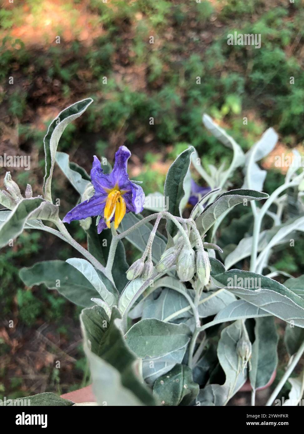 silverleaf nightshade (Solanum elaeagnifolium Stock Photo - Alamy